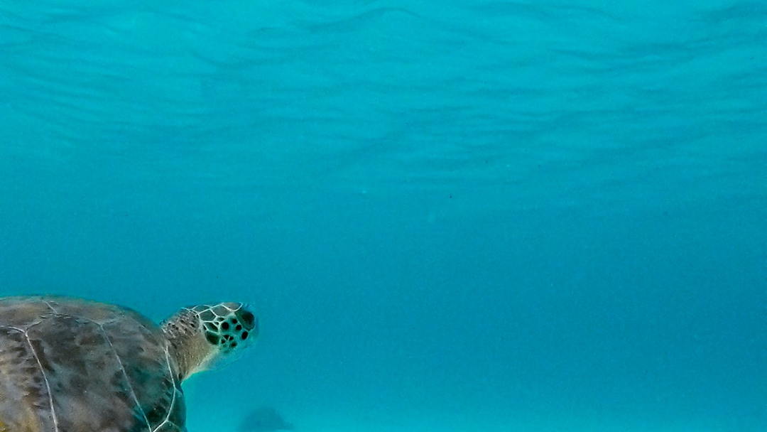 VisitAruba.com - Private Catamaran Trip - Octopus
