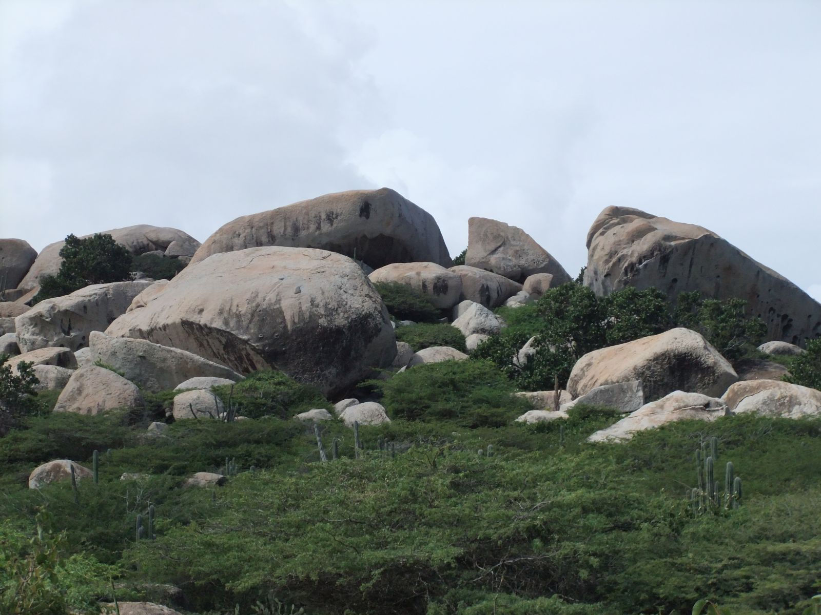 Pelican Adventures - VisitAruba.com