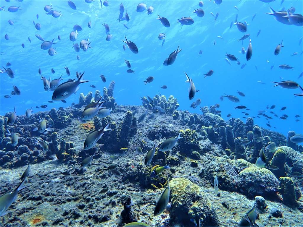 Antilla Shipwreck Tour - Seabob Aruba - VisitAruba.com