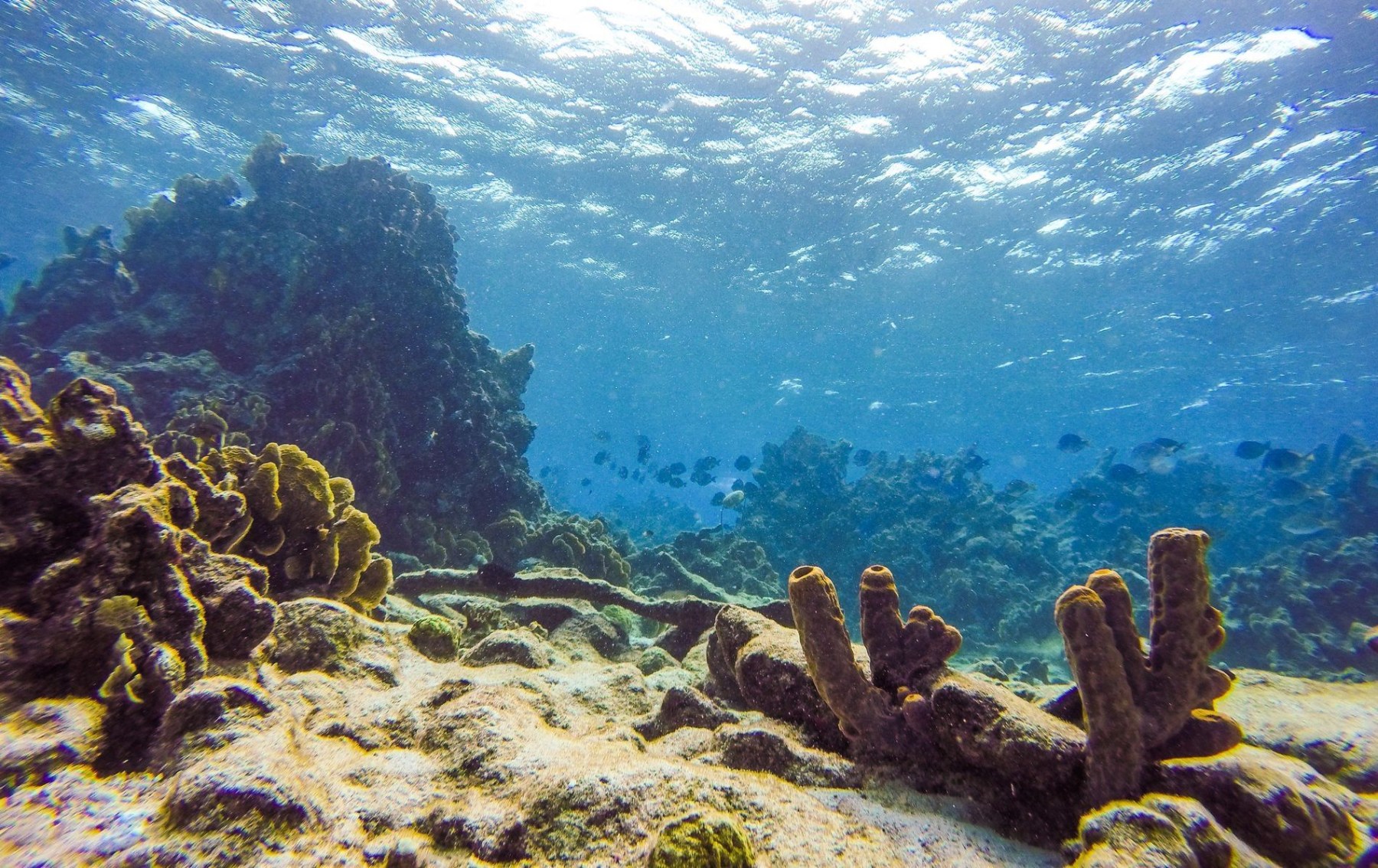 The Tranquilo - Sailing charters Aruba - VisitAruba.com